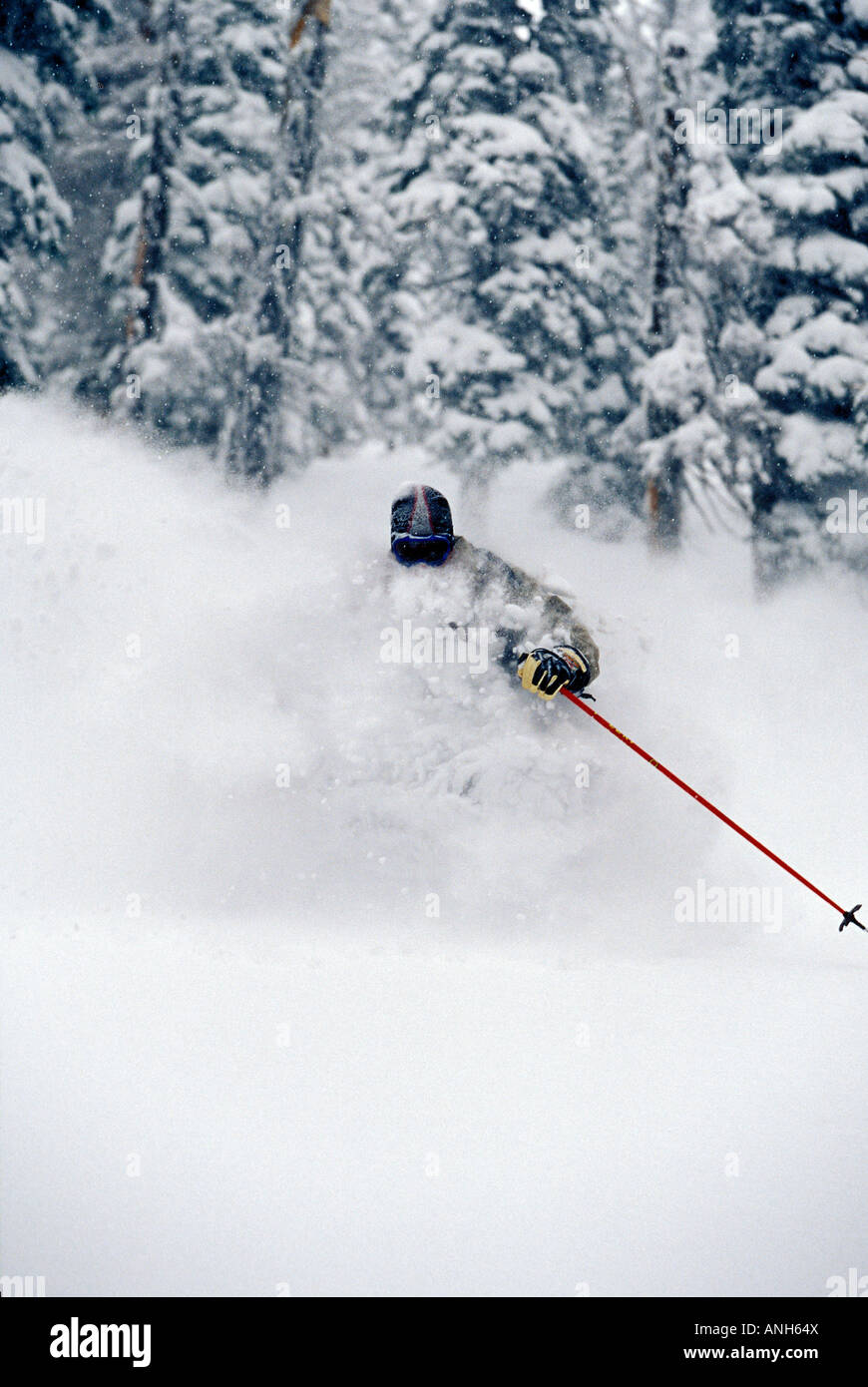 Skier skiing fresh in backcountry in east kootenays near fernie hi-res ...