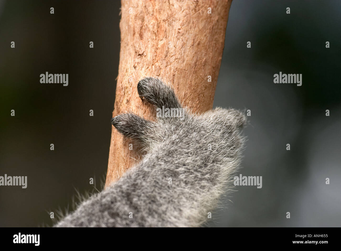 Koala feet australia hi-res stock photography and images - Alamy
