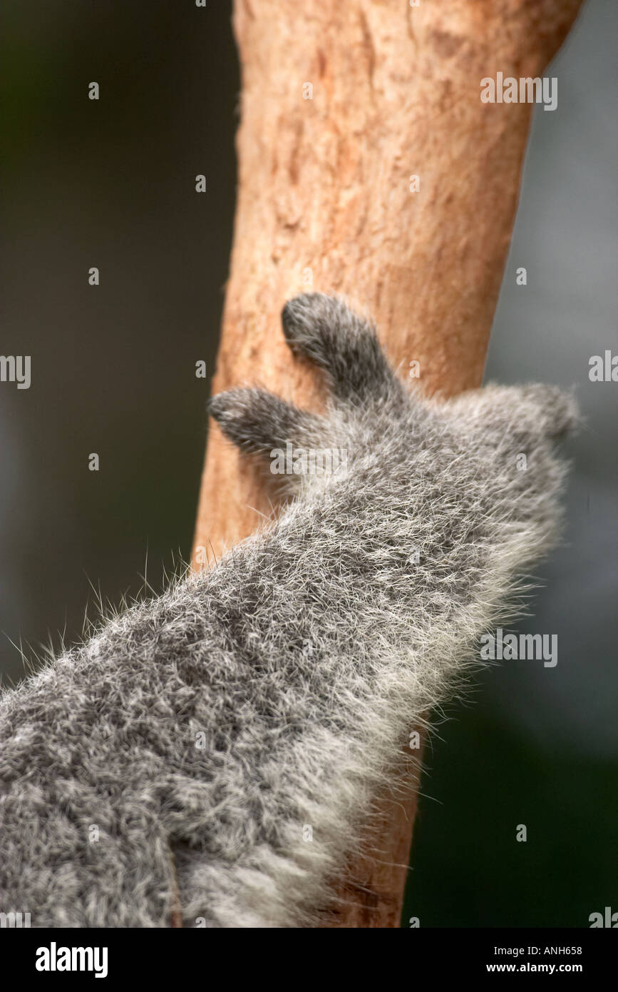 Koala feet australia hi-res stock photography and images - Alamy