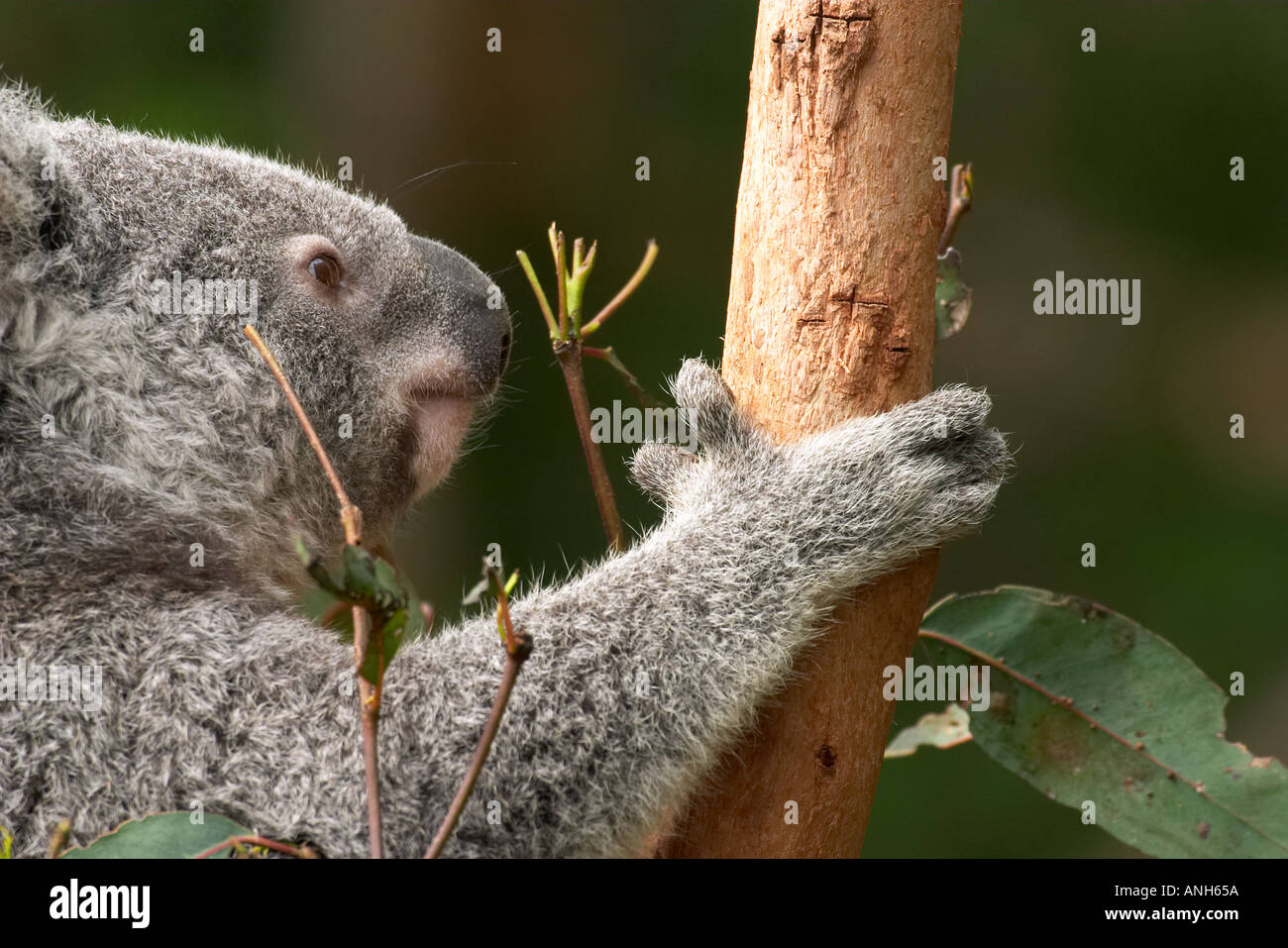 Koala feet australia hi-res stock photography and images - Alamy