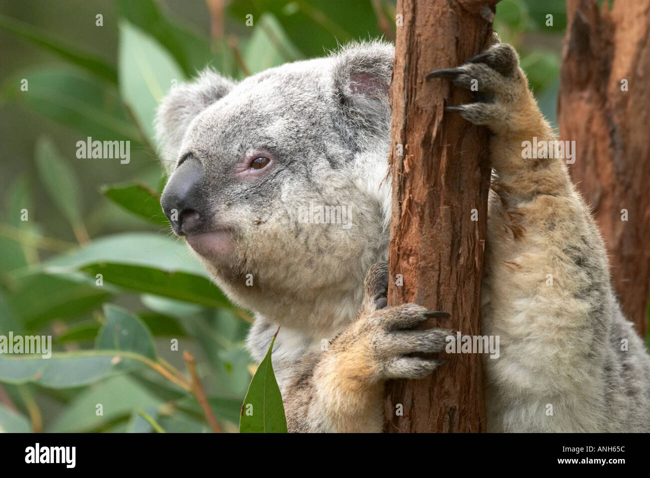 Koala feet australia hi-res stock photography and images - Alamy
