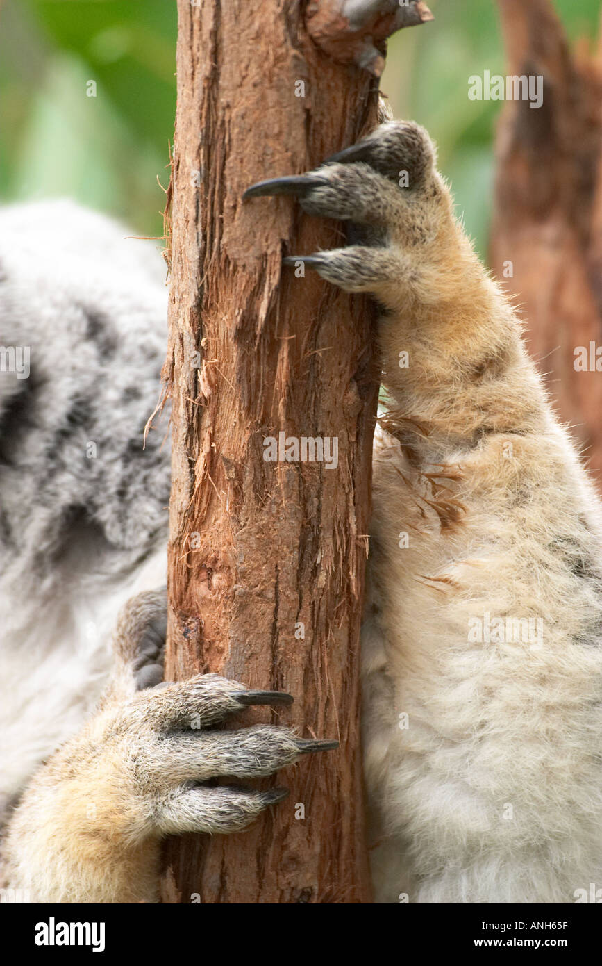 Koala paws Australia Phascolarctos cinereus Stock Photo - Alamy