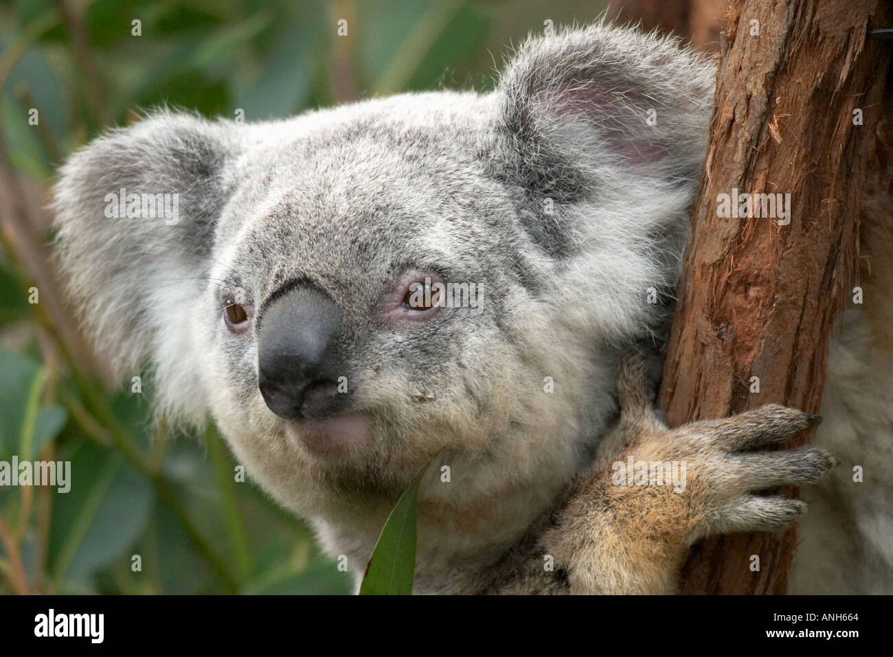 Koala feet australia hi-res stock photography and images - Alamy