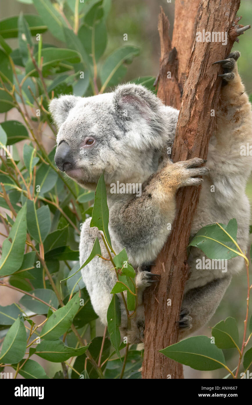 Koala feet australia hi-res stock photography and images - Alamy