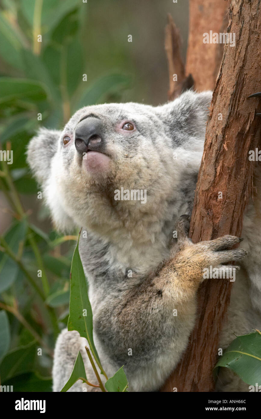 Koala feet australia hi-res stock photography and images - Alamy