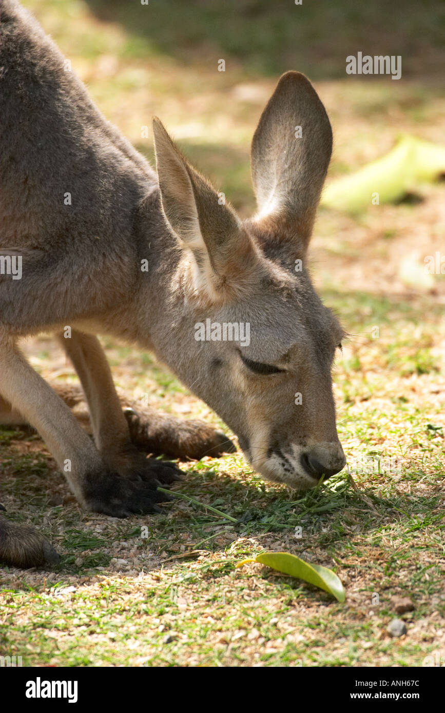 Very large kangaroo hi-res stock photography and images - Alamy