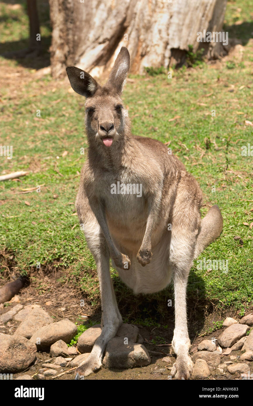 Very large kangaroo hi-res stock photography and images - Alamy
