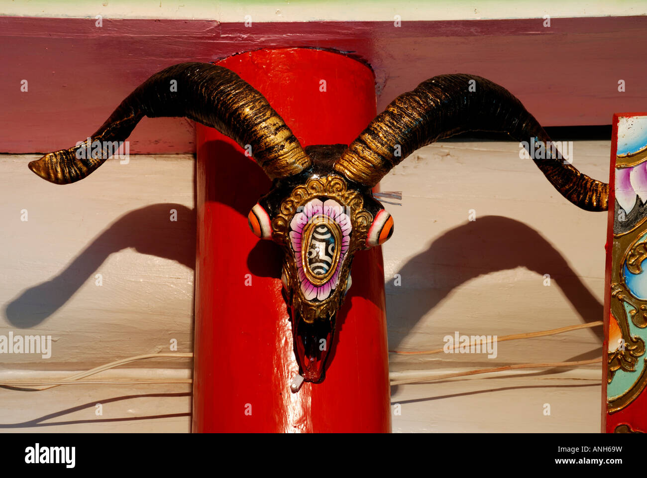 a sheepshead Stock Photo - Alamy