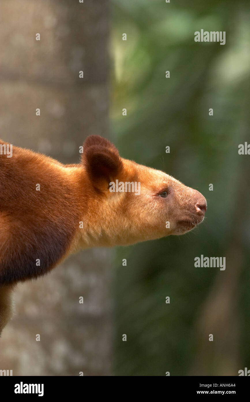 Tree Kangaroo Dendrolagus Sp Australia Stock Photo - Alamy