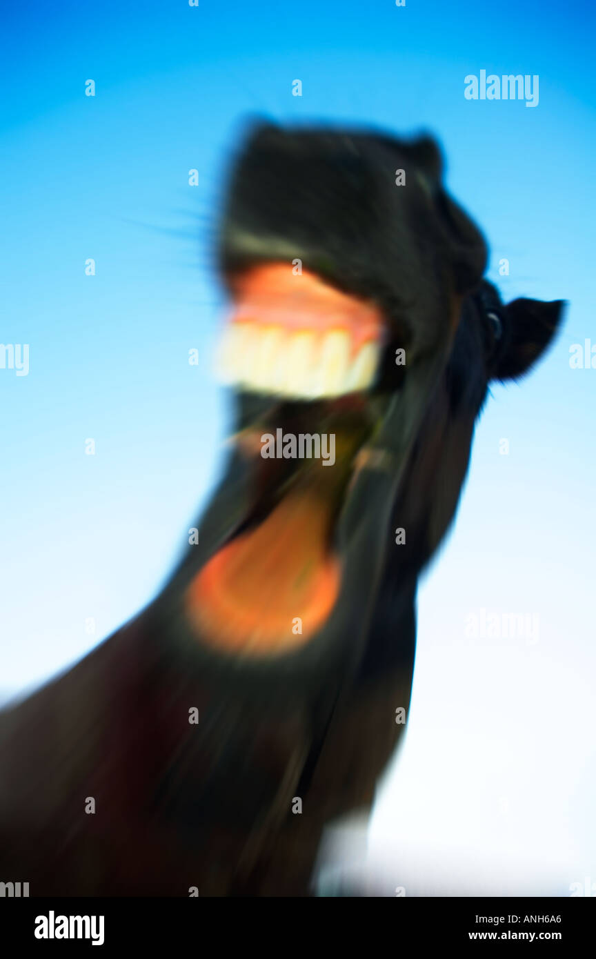 Naying horse hi-res stock photography and images - Alamy