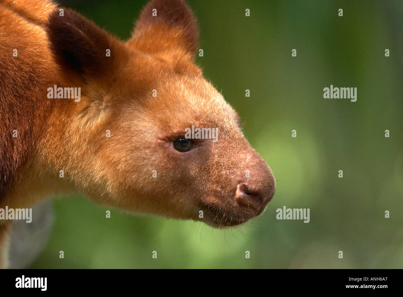 Tree Kangaroo Dendrolagus Sp Australia Stock Photo - Alamy