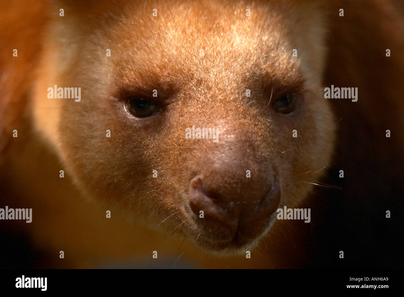 Tree Kangaroo Dendrolagus Sp Australia Stock Photo - Alamy