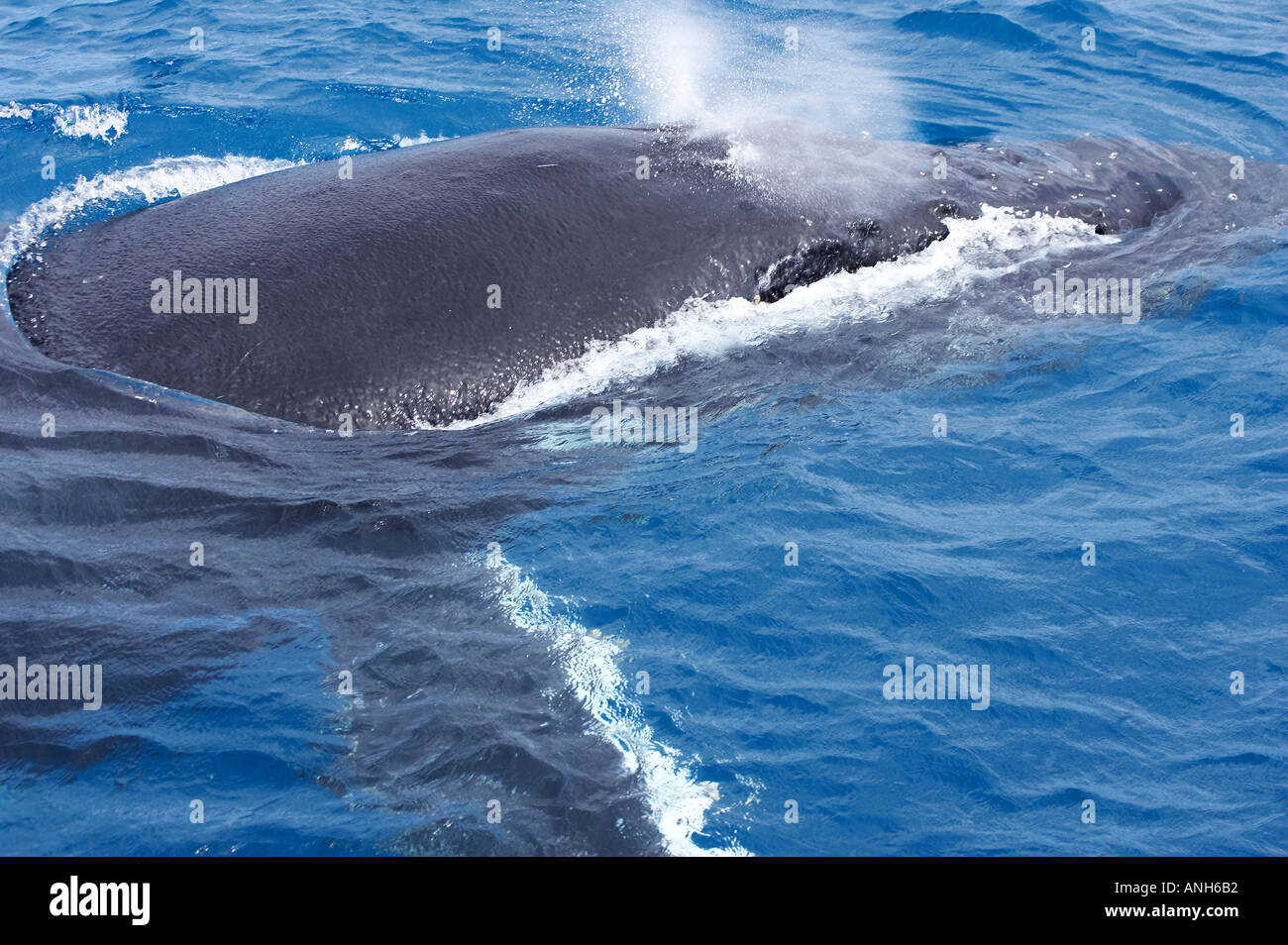 Humpback whale flippers hi-res stock photography and images - Alamy