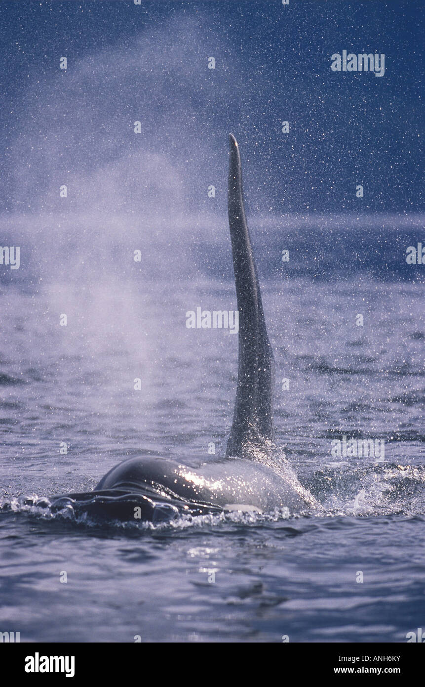Lone killer whale in johnstone strait hi-res stock photography and ...