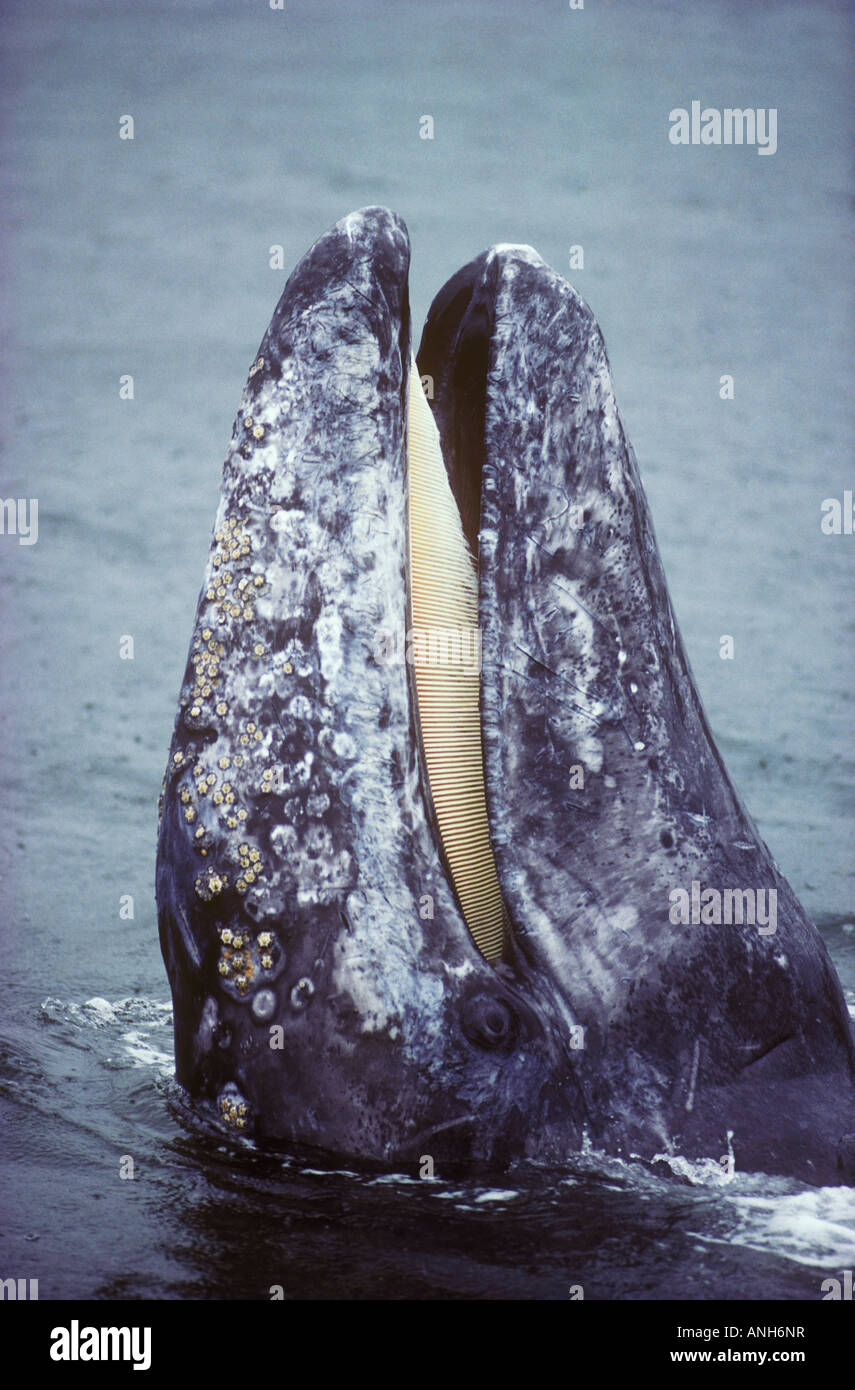 A Gray Whale (Eschrichtius robustus), British Columbia, Canada Stock ...