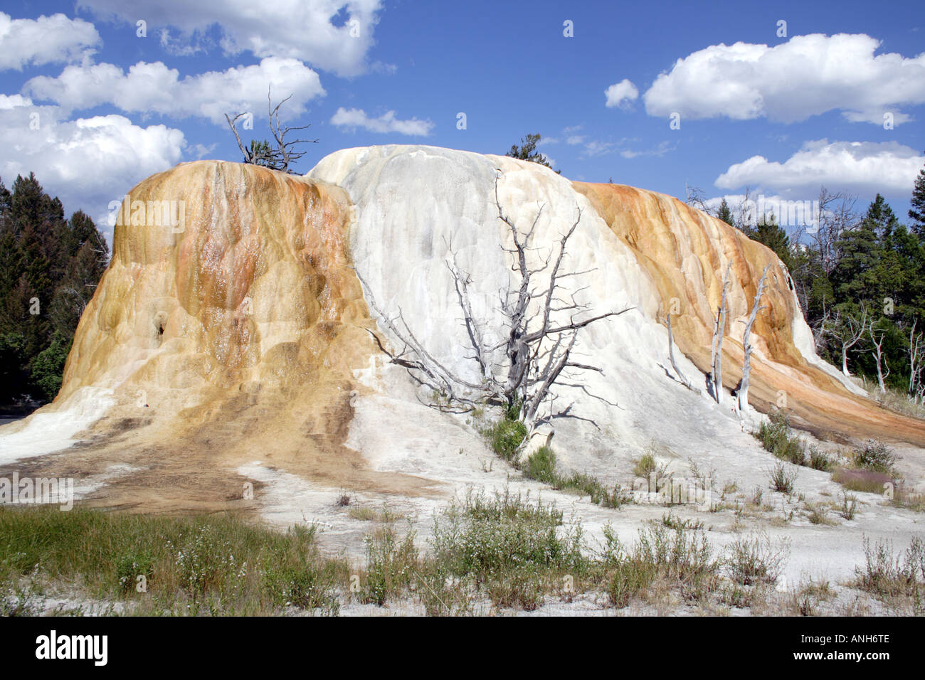 Ostosis hi-res stock photography and images - Alamy