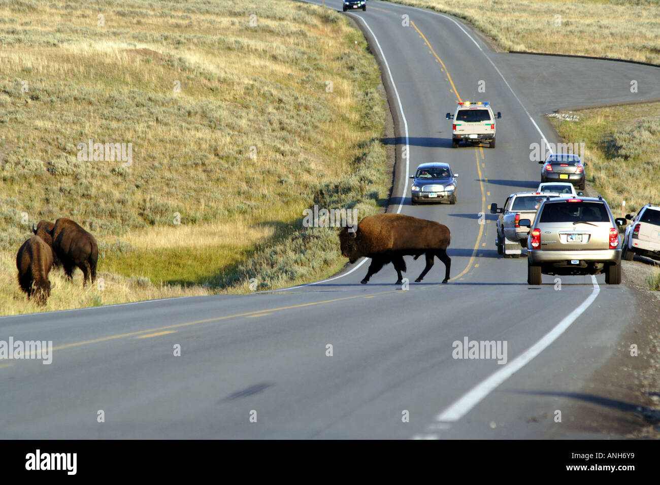 American bison road cross hi-res stock photography and images - Alamy
