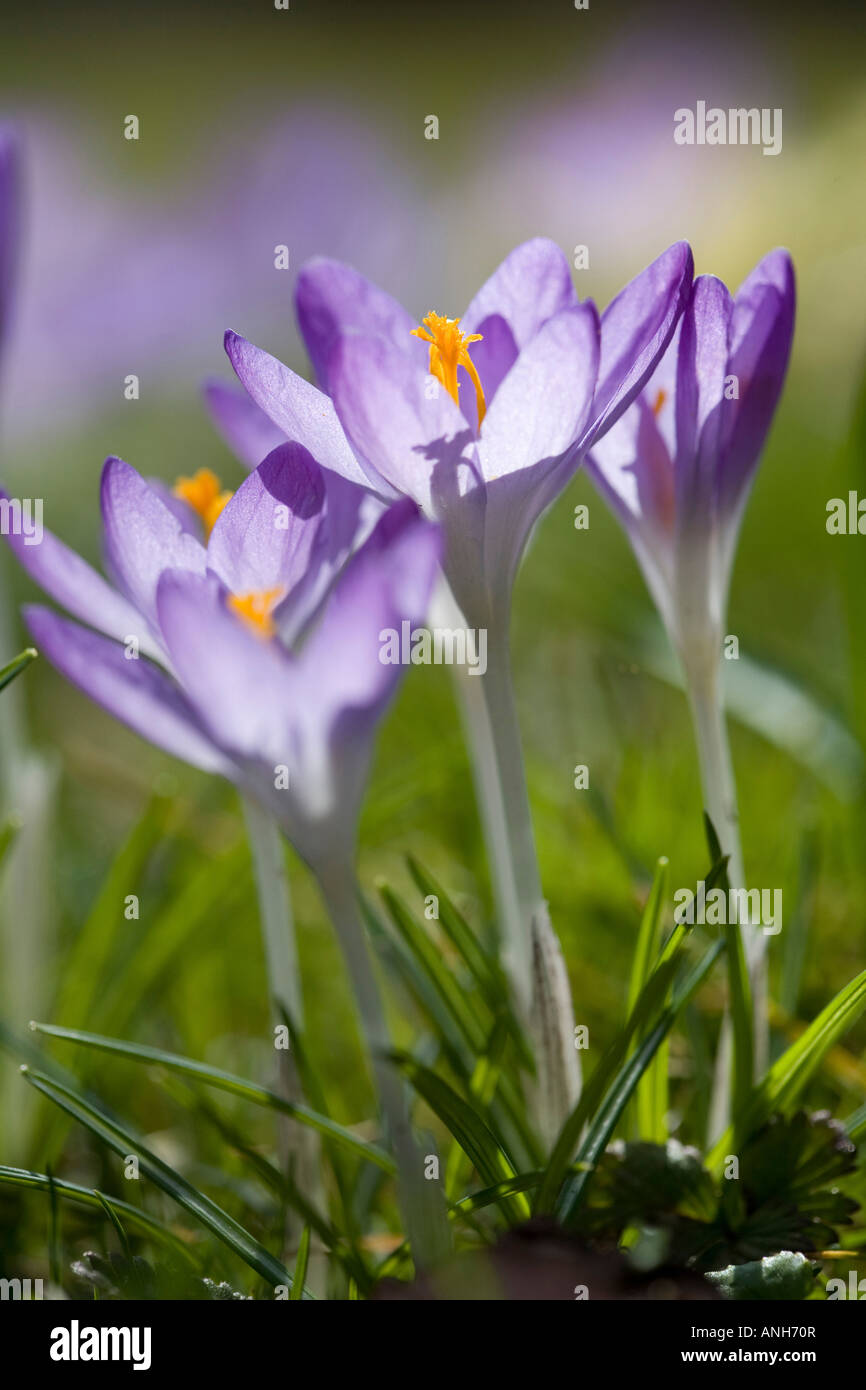 Lilac crocus blossoms on a meadow Stock Photo - Alamy