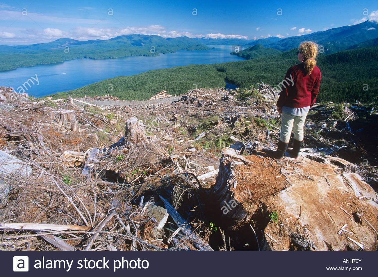 Clearcut Forest Stock Photos & Clearcut Forest Stock Images - Alamy