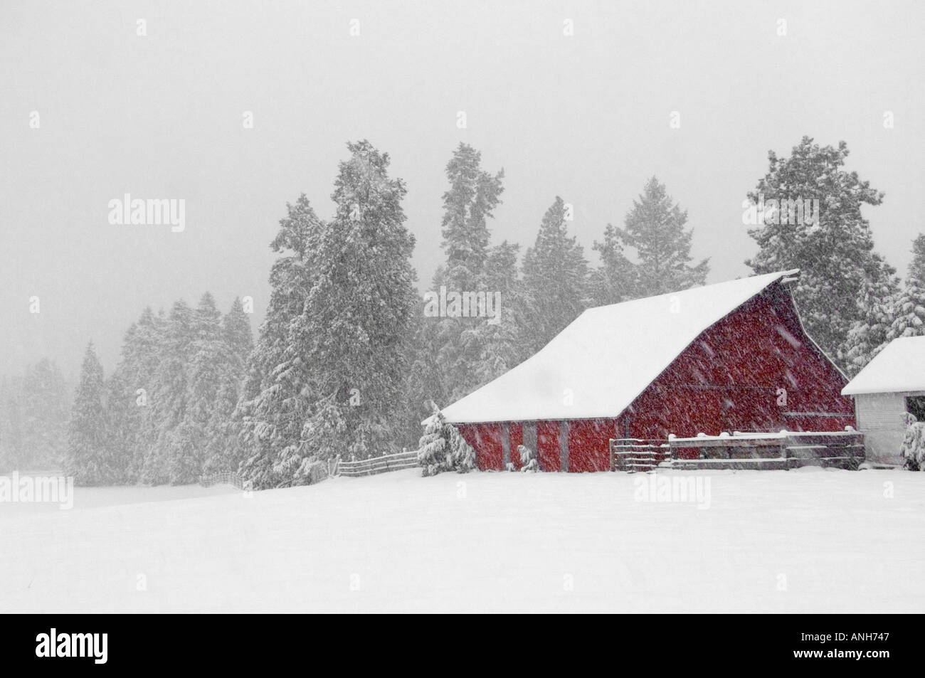 A red barn in a snow storm northern California Stock Photo - Alamy