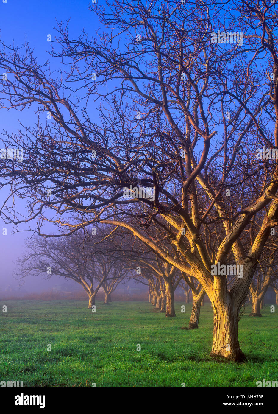 Walnut Tree In Winter High Resolution Stock Photography and Images - Alamy