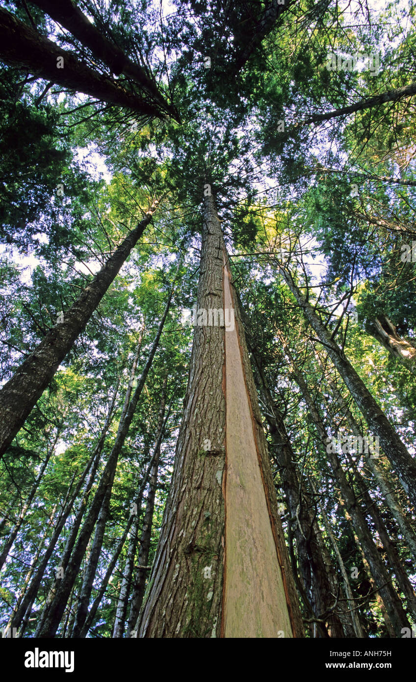 Culturally Modified Tree or CMT; a cedar that has had a section of ...