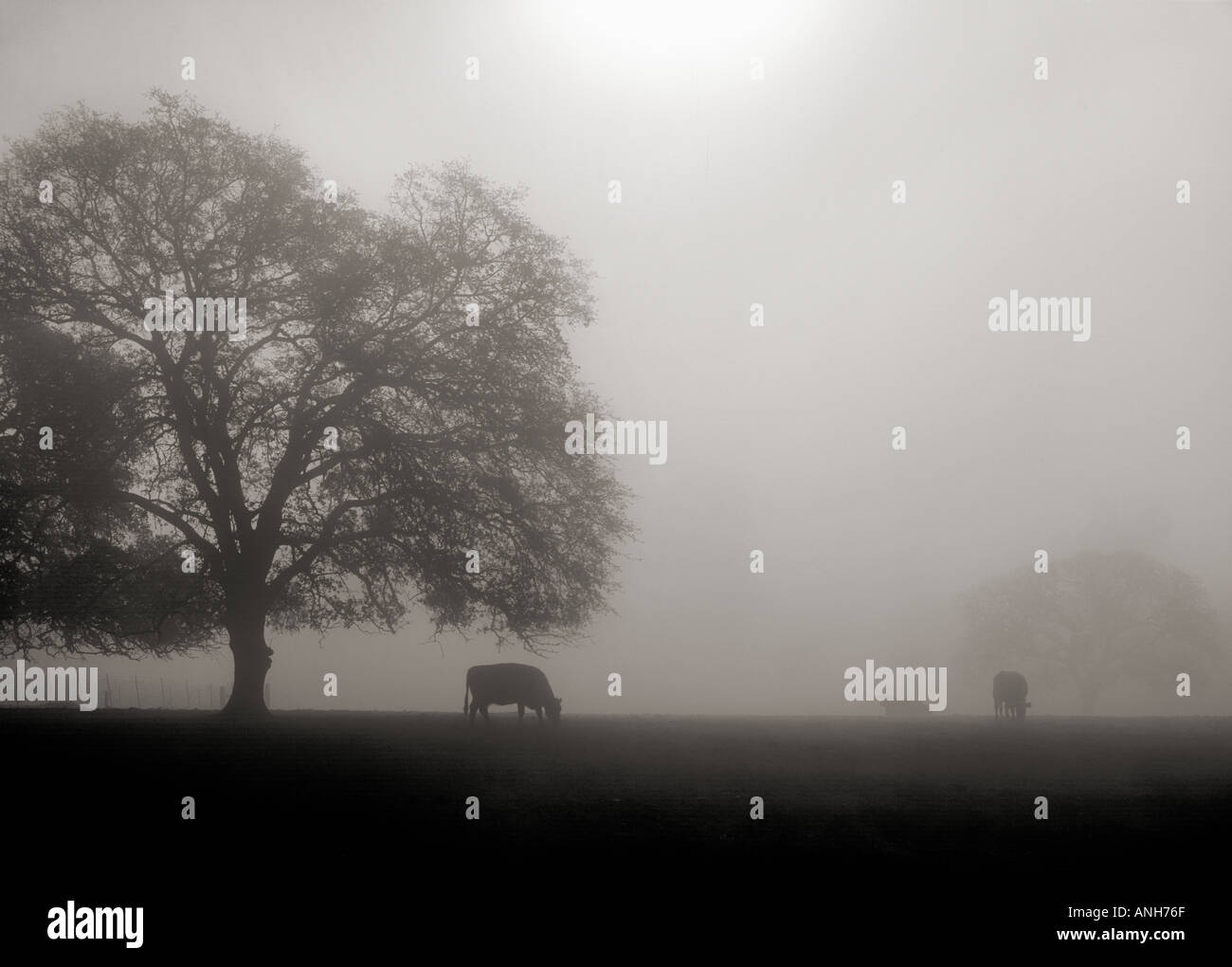 Tule fog hi-res stock photography and images - Alamy