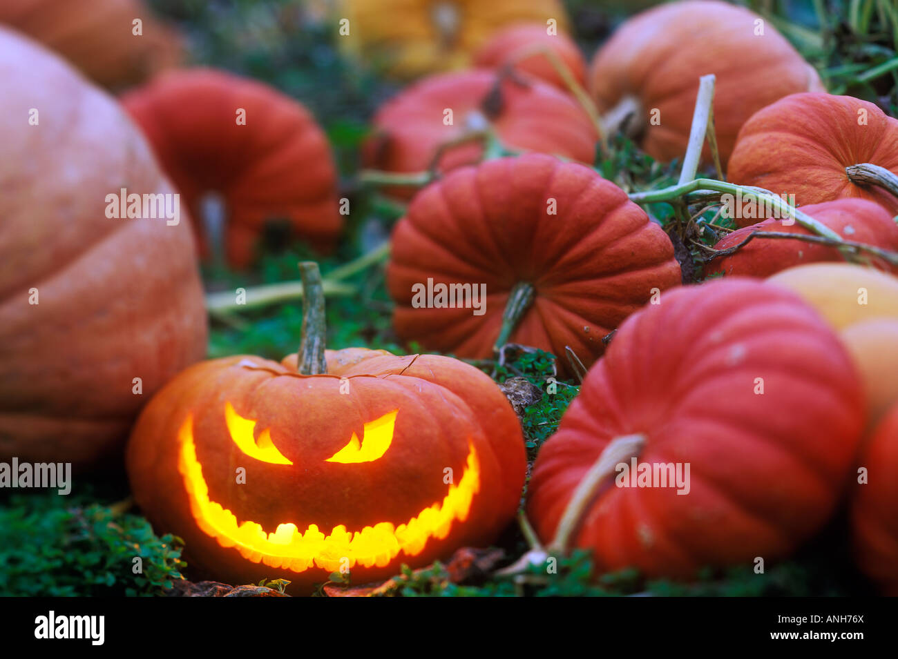 A jack-o-lantern in a pumpkin patch, british columbia, Canada Stock ...