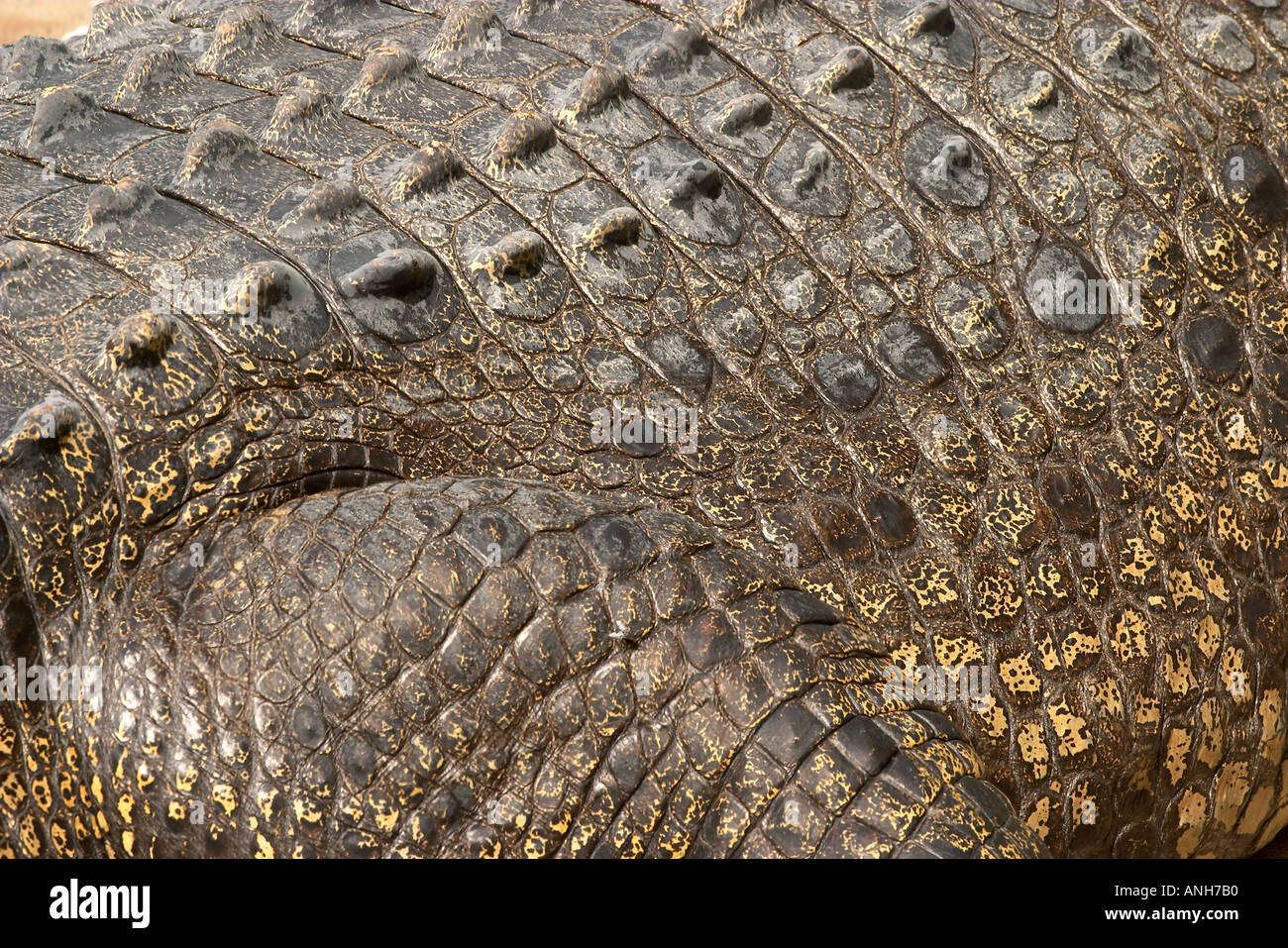 Detail of crocodile skin Australia Stock Photo - Alamy