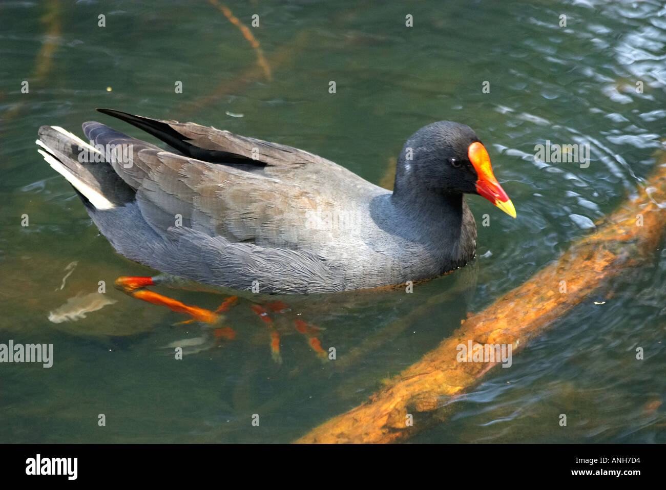 Dusky Moorhen Gallinula tenebrosa Australia Stock Photo - Alamy