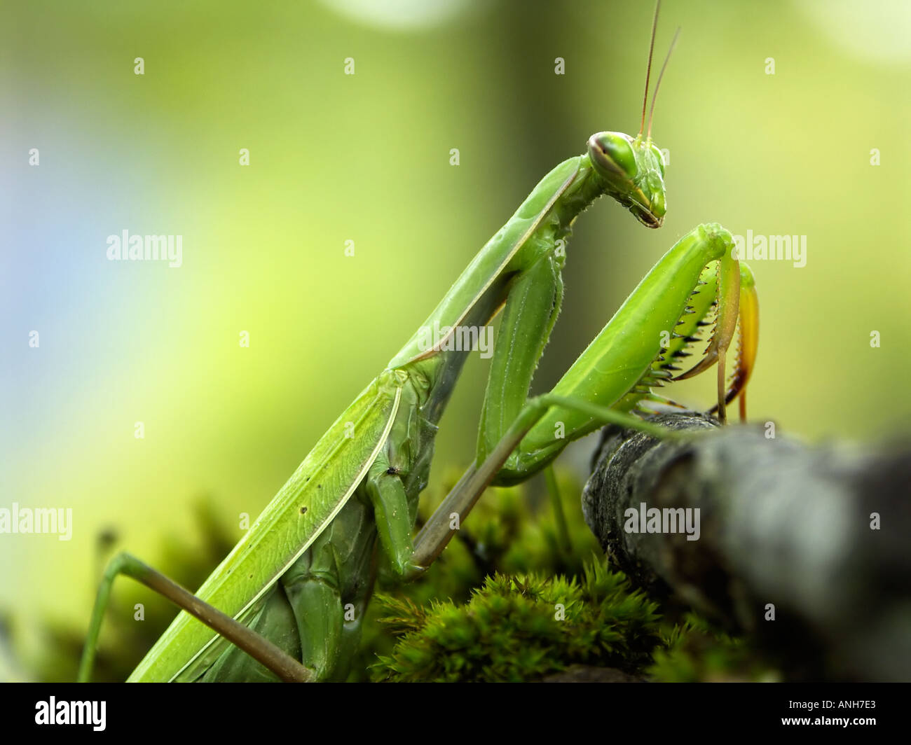 Mantis Religiosa in Spain Stock Photo - Alamy