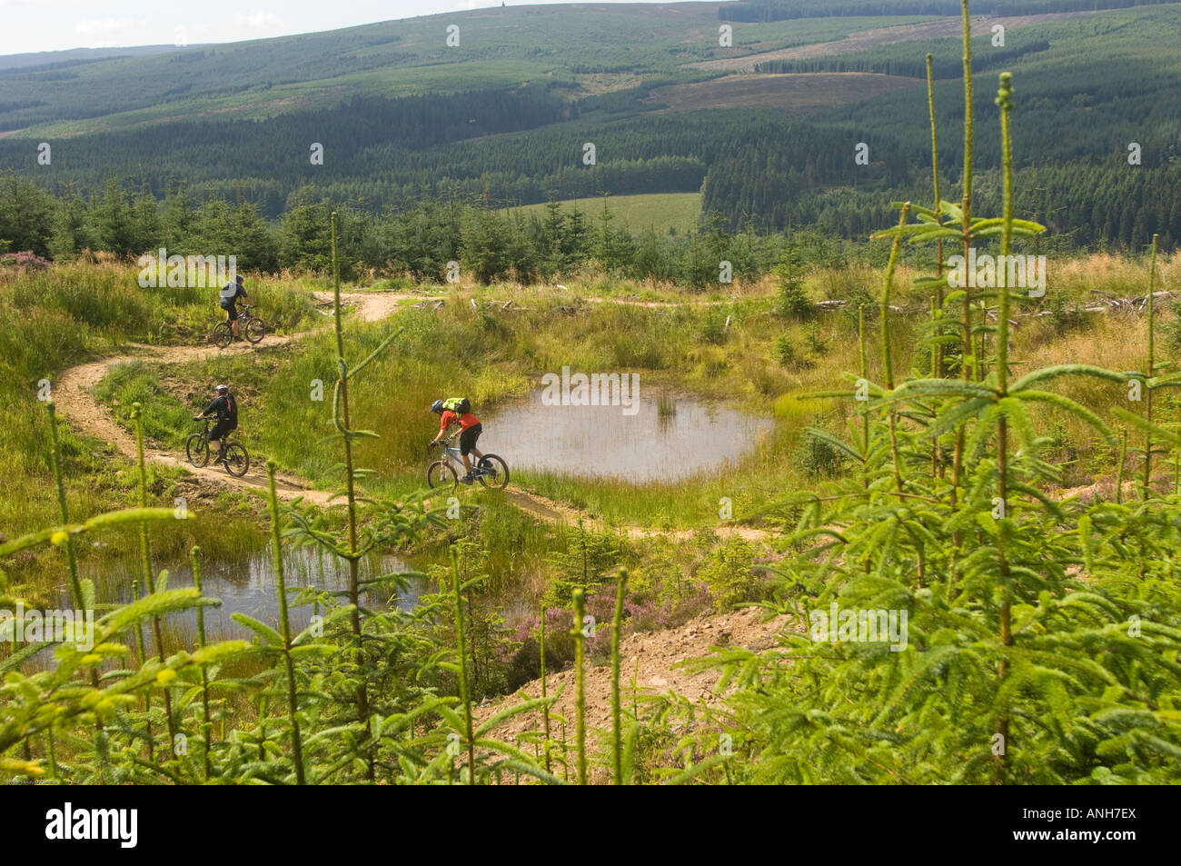 Riders mountain bike the man made trails in Kielder Forest near the ...