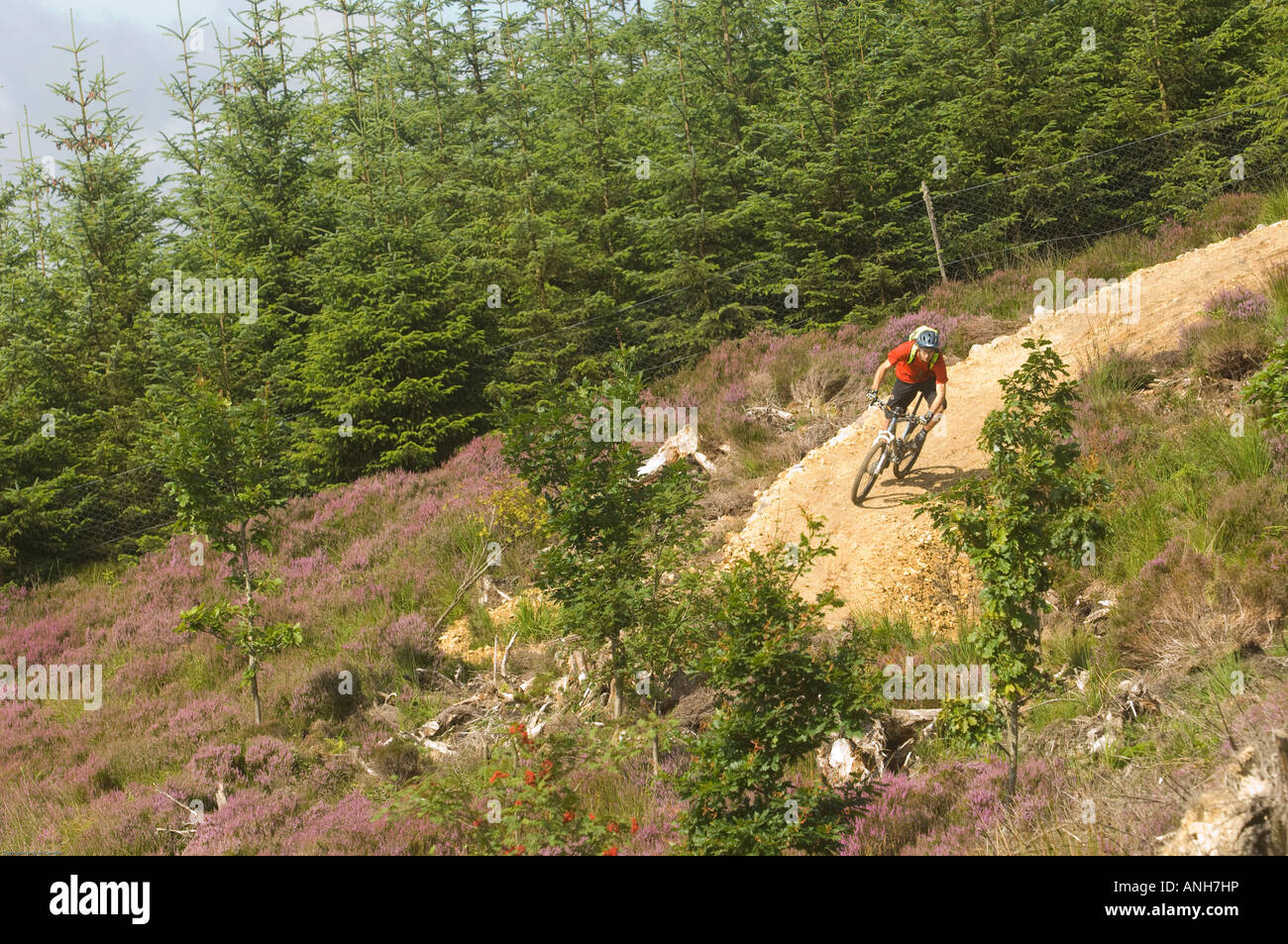 Riders mountain bike the man made trails in Kielder Forest near the ...