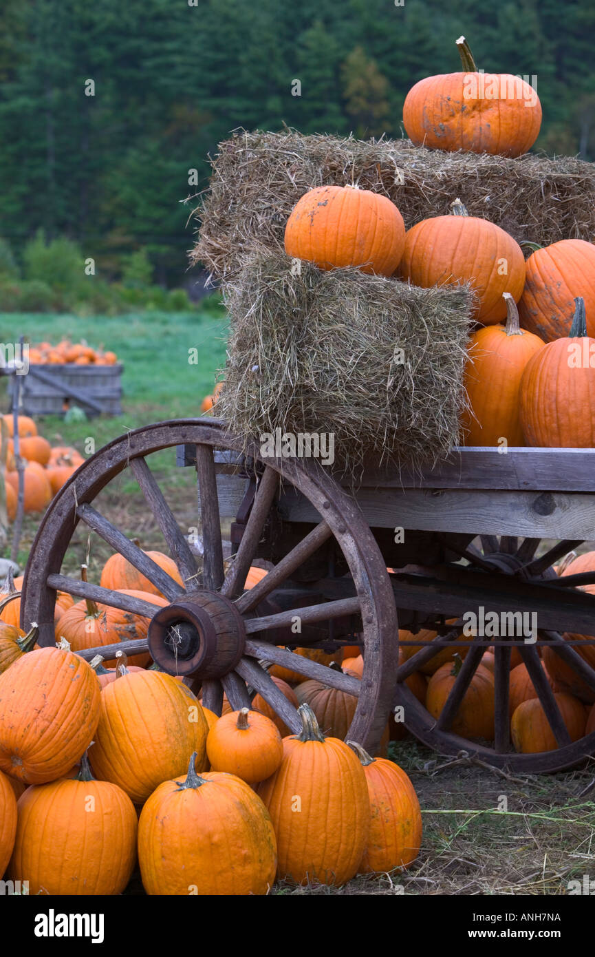 Autumn Pumpkin Display, Manchester, Vermont, USA Stock Photo - Alamy