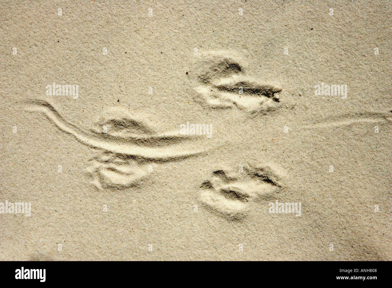 Lizard Tracks K'gari / Fraser Island Queensland Australia Stock Photo ...