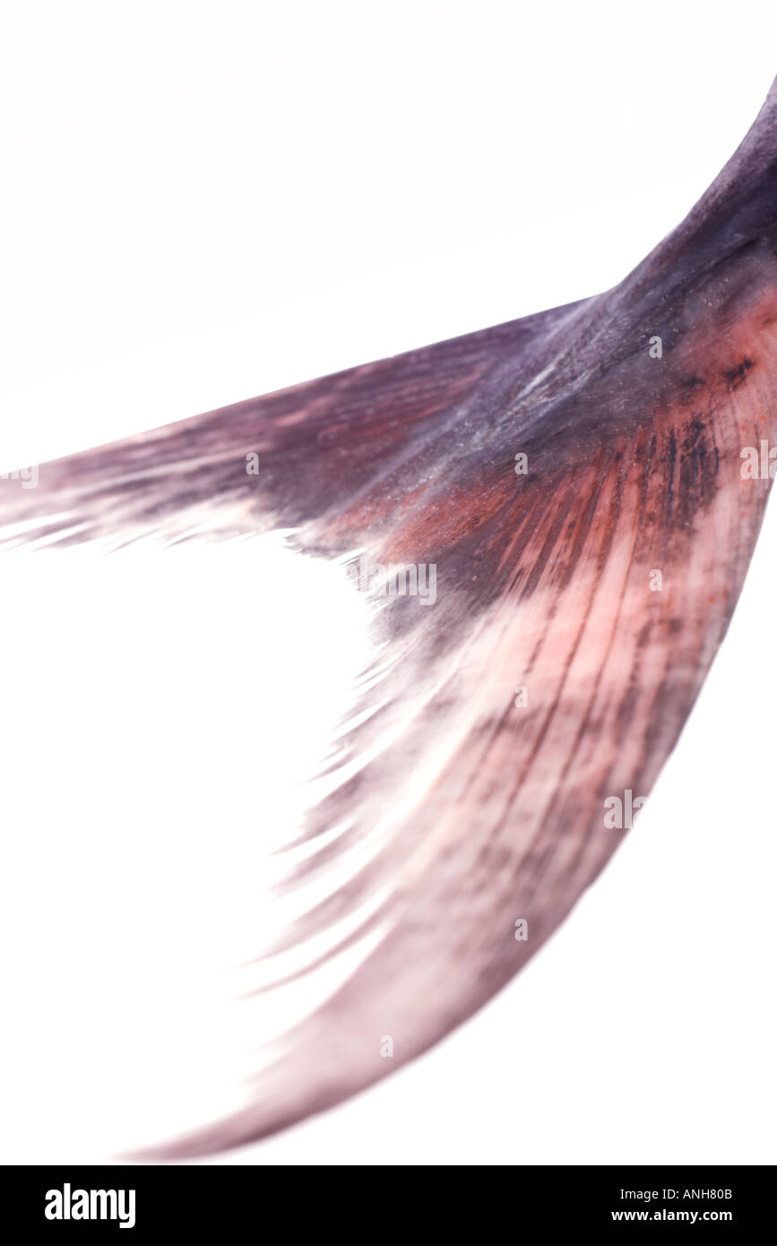 Shallow tail Cut Out Stock Images & Pictures - Alamy