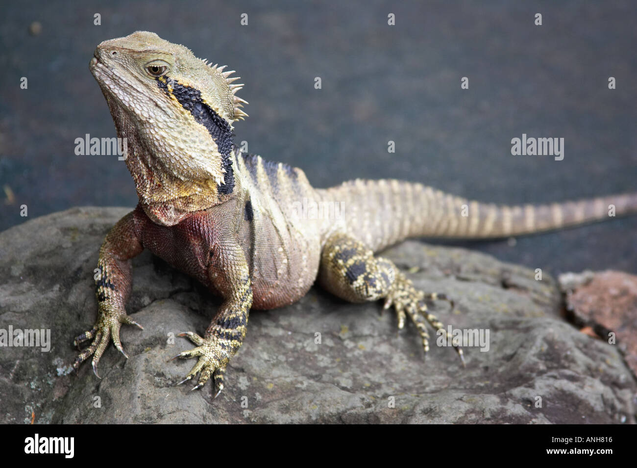 Eastern Water Dragon Physignathus lesueurii Australia Stock Photo - Alamy
