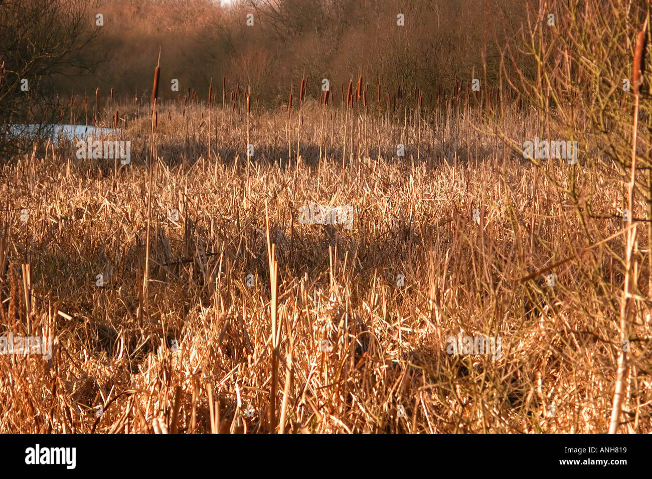 A contrast and light and shade in this naturally coloured sepia image ...