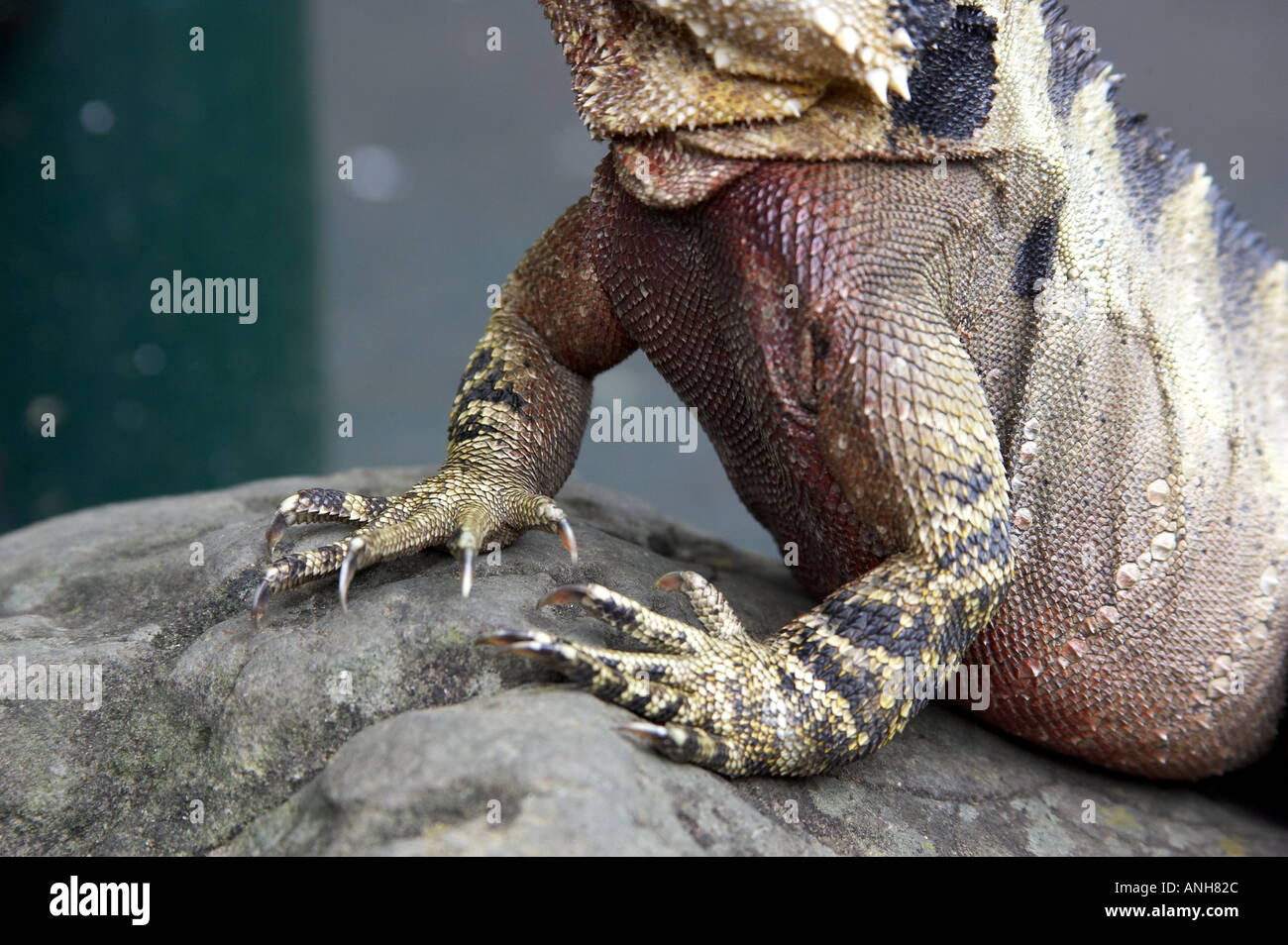 Dragons claw hi-res stock photography and images - Alamy