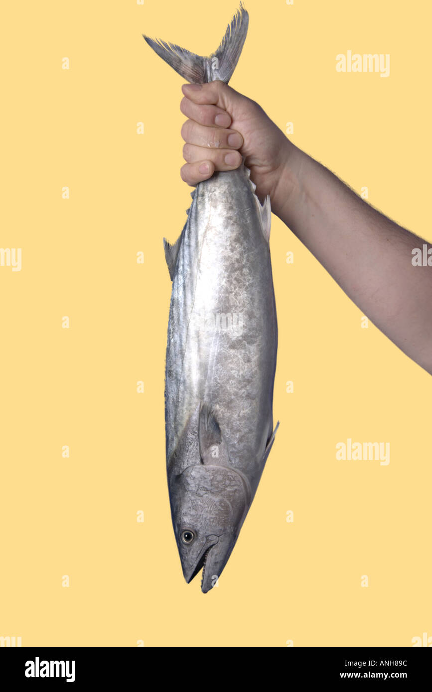 Man holding fish by its tail hi-res stock photography and images - Alamy