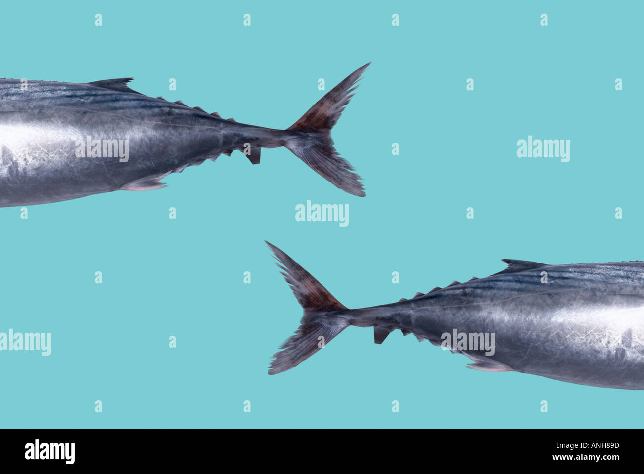 Two tuna swimming Stock Photo - Alamy