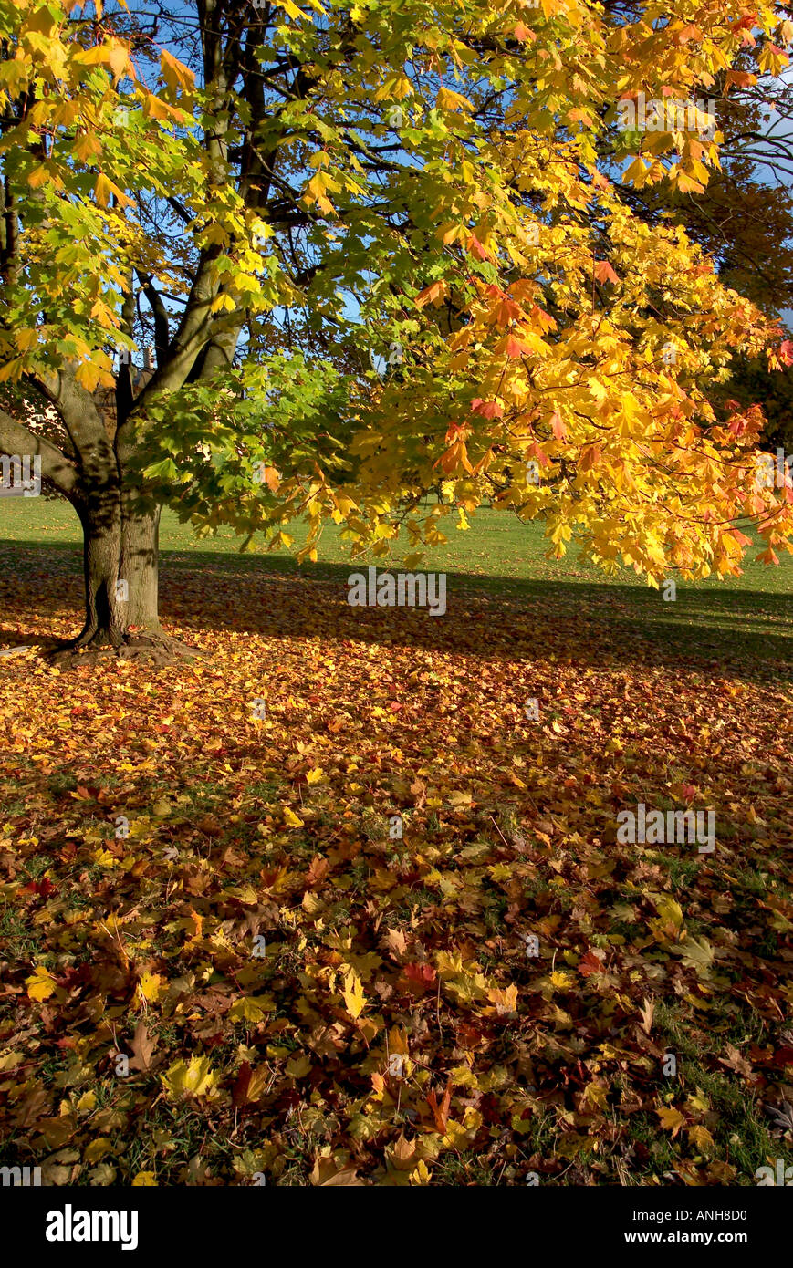 Court fall hi-res stock photography and images - Alamy