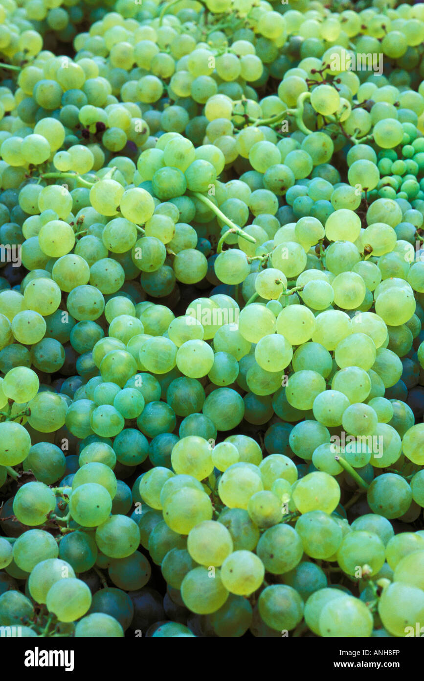 British grapes hi-res stock photography and images - Alamy