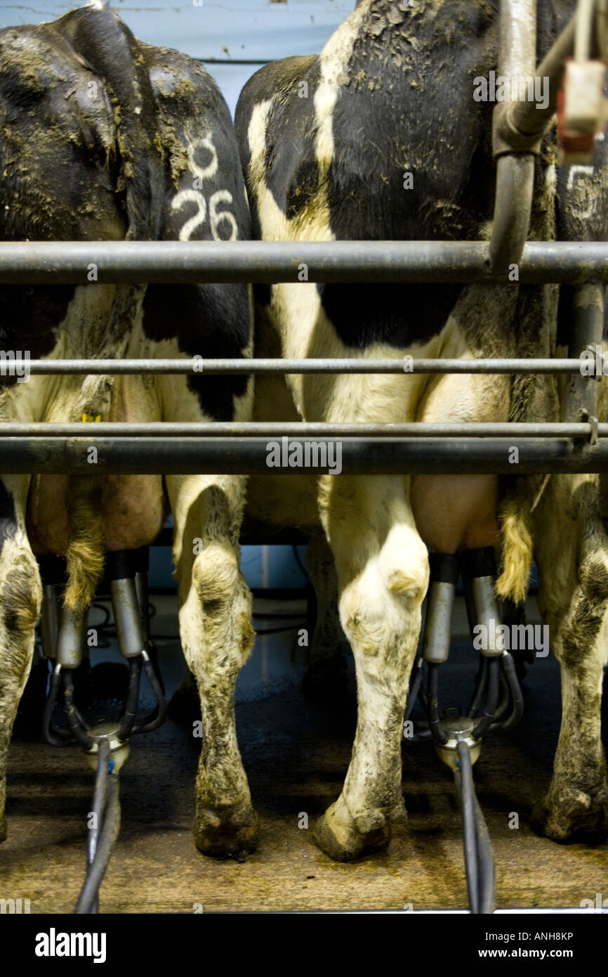 Cows are attached to milking equipment at a dairy farm in the Scottish ...