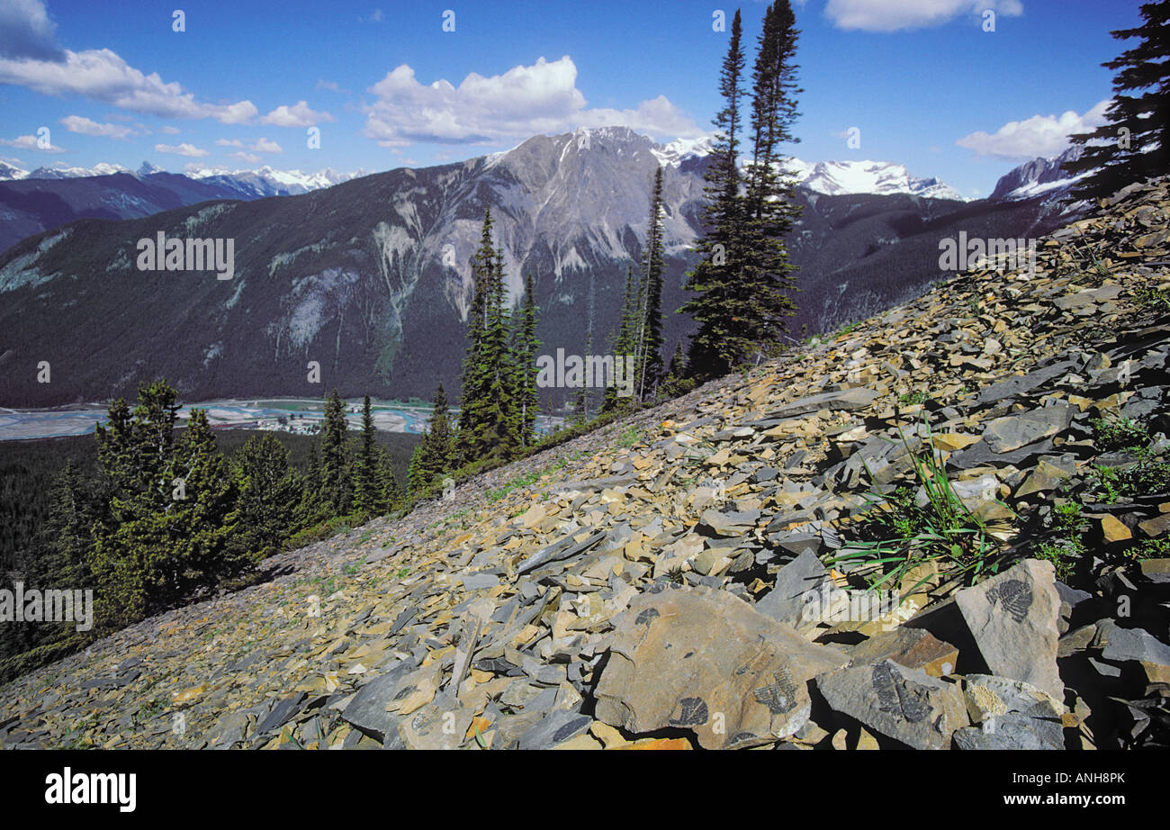 Burgess Shale High Resolution Stock Photography and Images - Alamy
