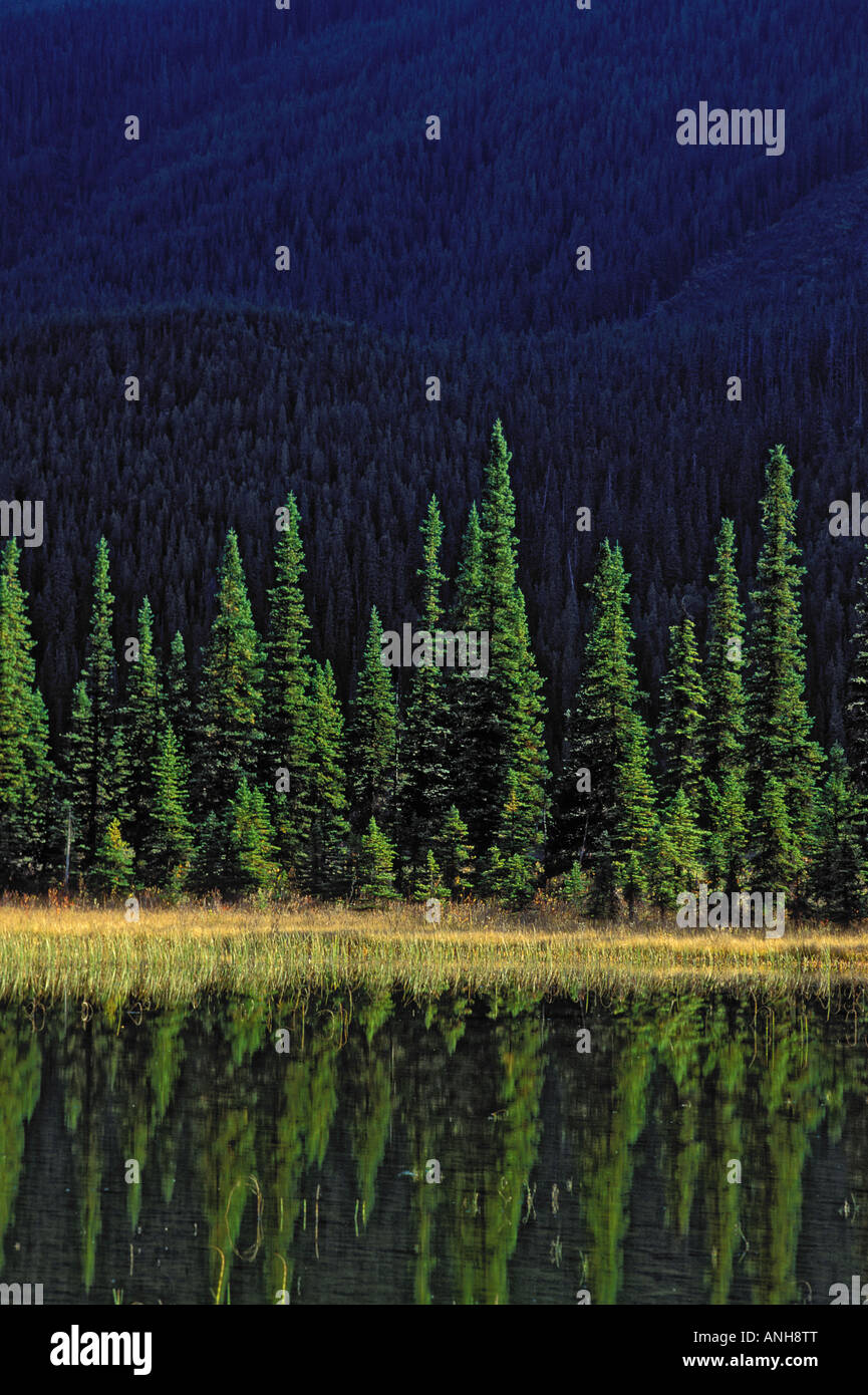 Engelmann spruce hi-res stock photography and images - Alamy