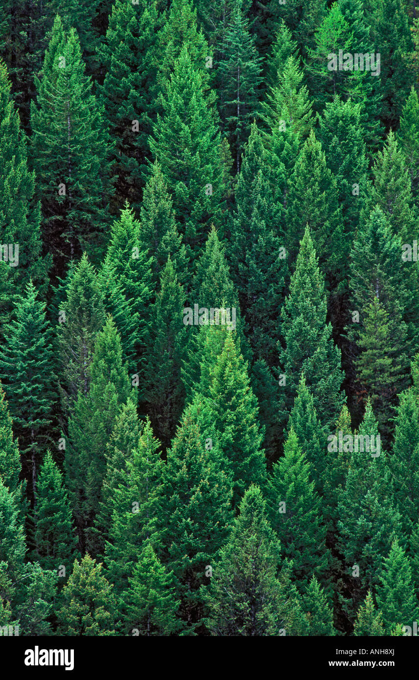 Koootenay national park hi-res stock photography and images - Alamy