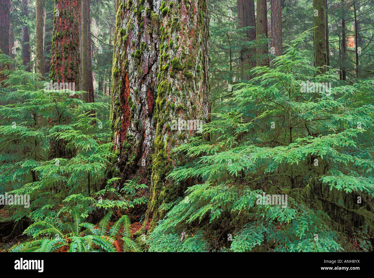 Douglas fir canada and young hi-res stock photography and images - Alamy