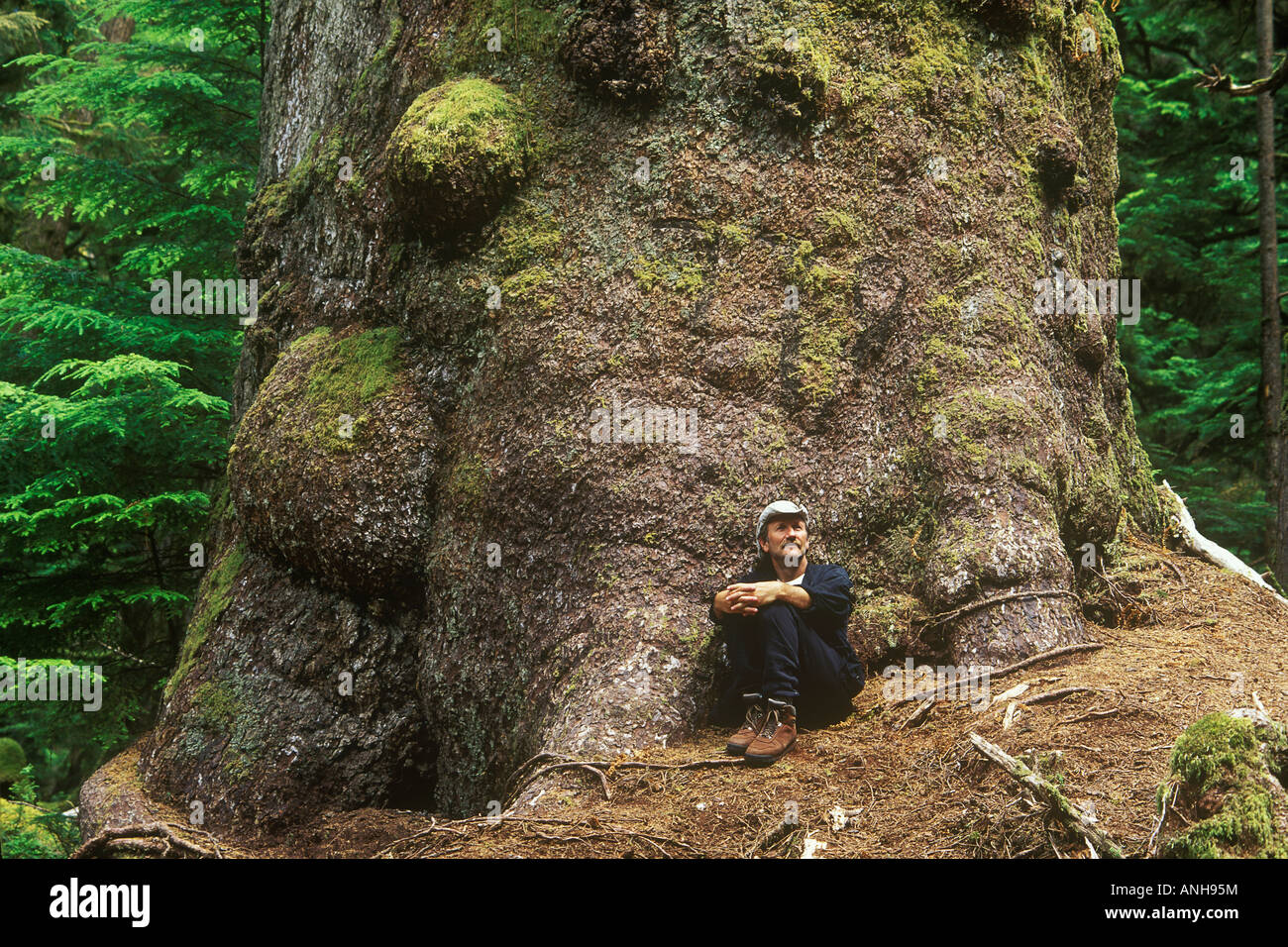 Giant Sitka Spruce, Windy Bay. South Moresby National Park, British ...