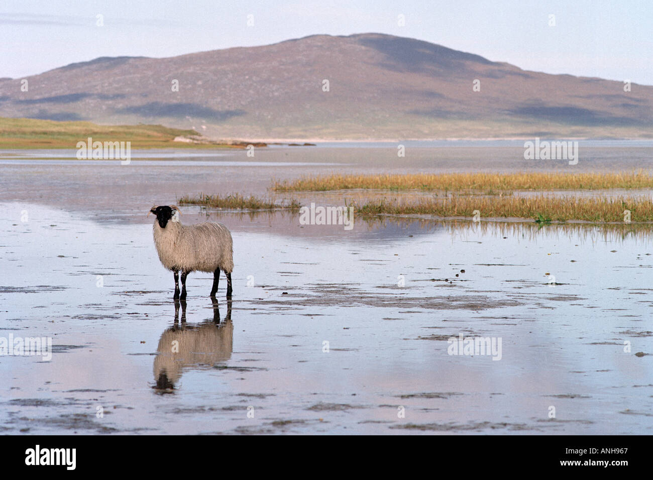 Sheep on Beach Stock Photo - Alamy